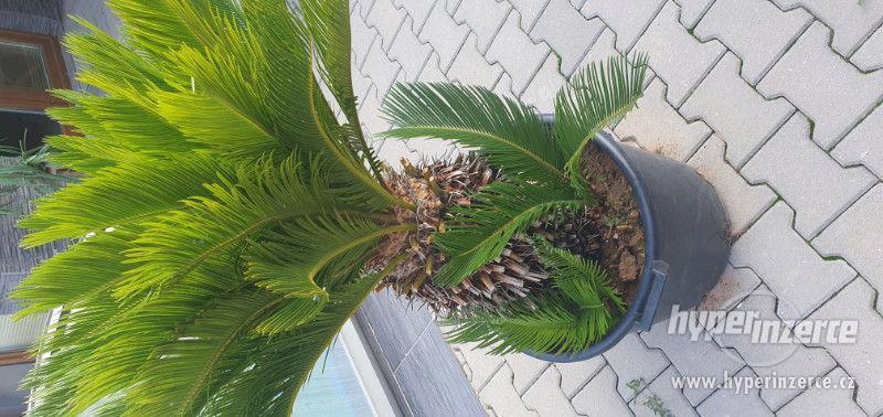 Palmy Cykas japonský, je rostlina pocházející z jižního Japo - bazar ...