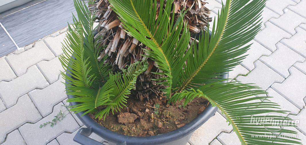 Palmy Cykas japonský, je rostlina pocházející z jižního Japo - bazar ...