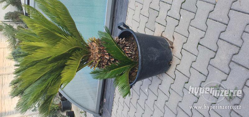 Palmy Cykas japonský, je rostlina pocházející z jižního Japo - bazar ...