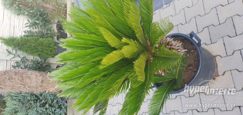 Palmy Cykas japonský, je rostlina pocházející z jižního Japo - bazar ...
