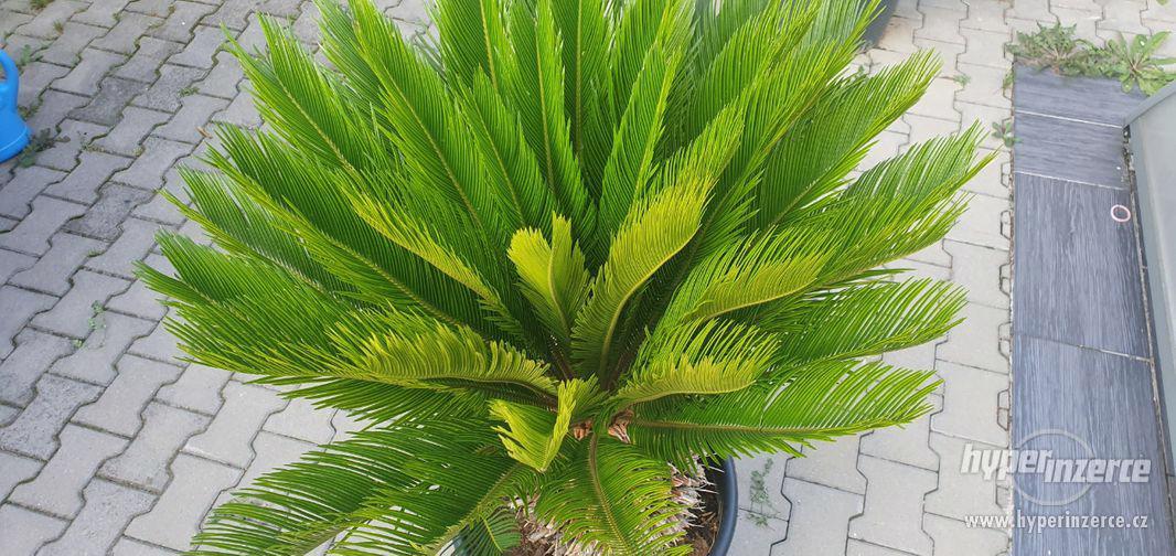 Palmy Cykas japonský, je rostlina pocházející z jižního Japo - bazar ...