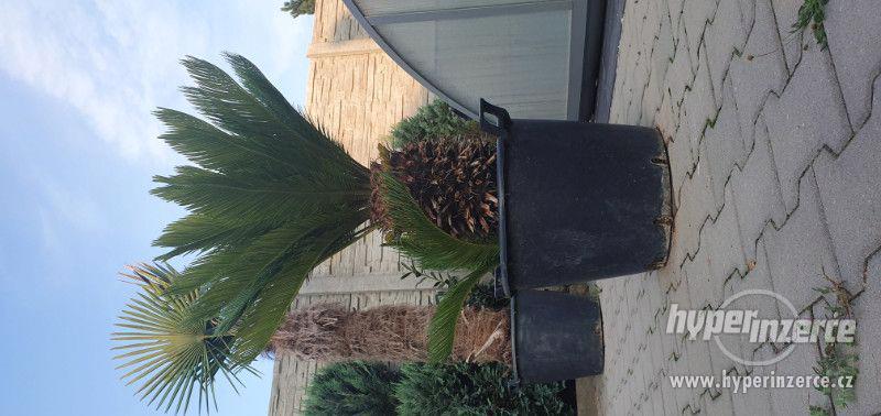 Palmy Cykas japonský, je rostlina pocházející z jižního Japo - bazar ...