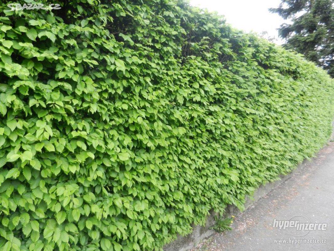 Habr na živý plot - bazar - Hyperinzerce.cz