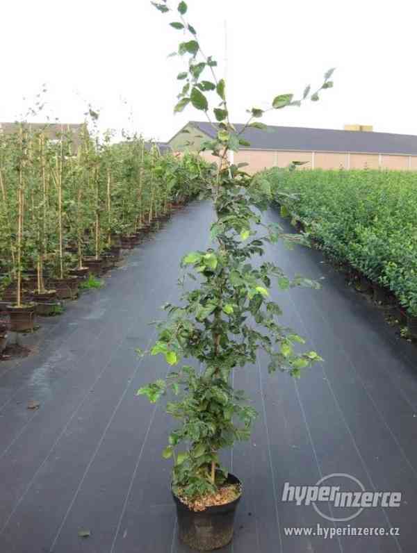 Habr na živý plot - bazar - Hyperinzerce.cz