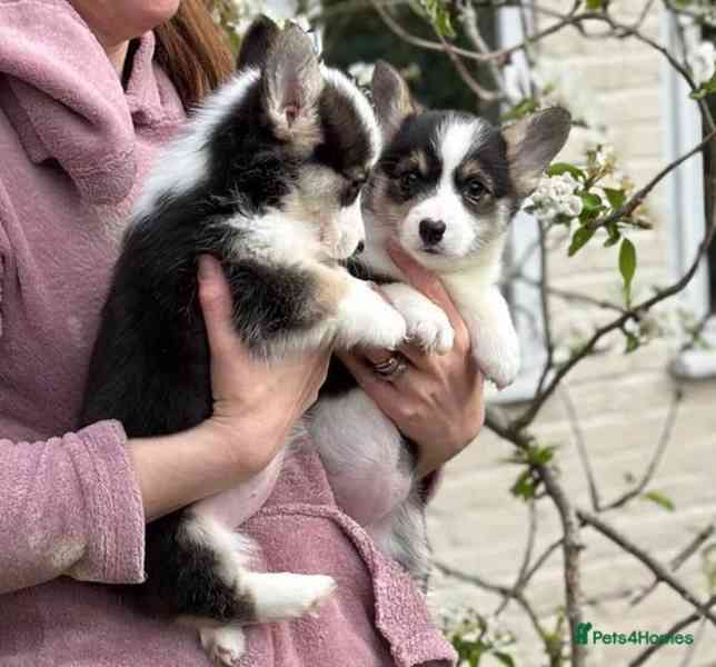 1 vWD & DM CLEAR GIRL KC REG CORGI ŠTĚŇATA - bazar - Hyperinzerce.cz