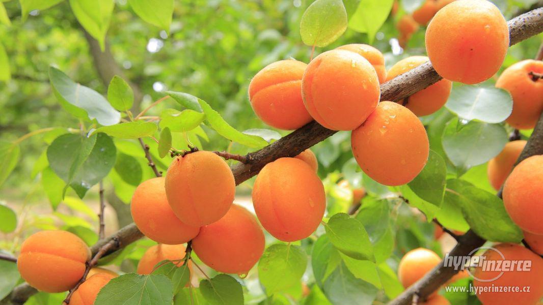 Nabízíme Ovocné Stromky - bazar - Hyperinzerce.cz