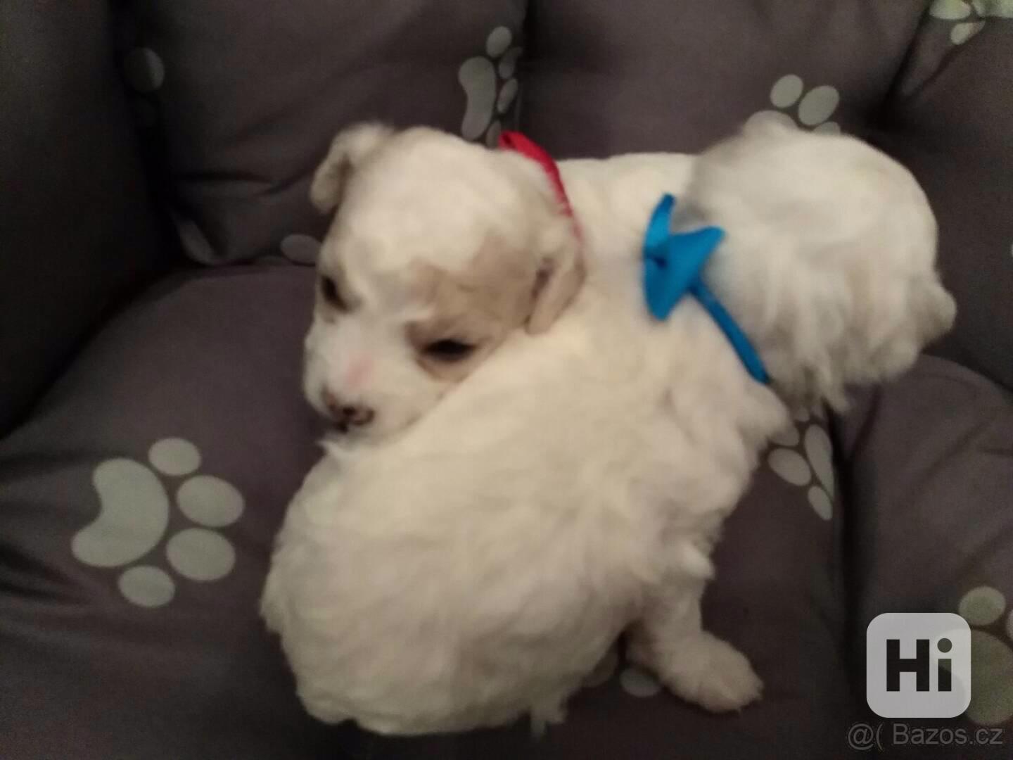 Bišonek štěně prodej - bazar - Hyperinzerce.cz