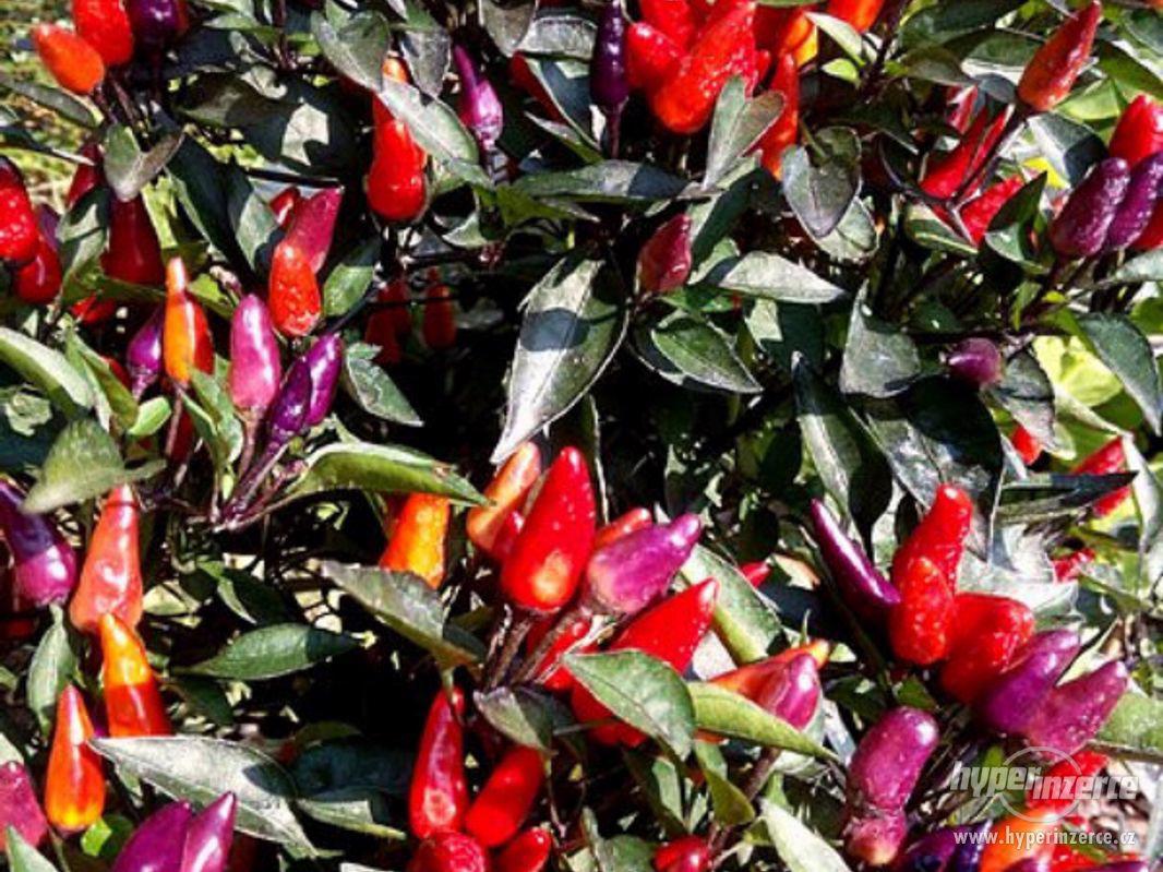 Chilli Explosive Ember - semena - bazar - Hyperinzerce.cz
