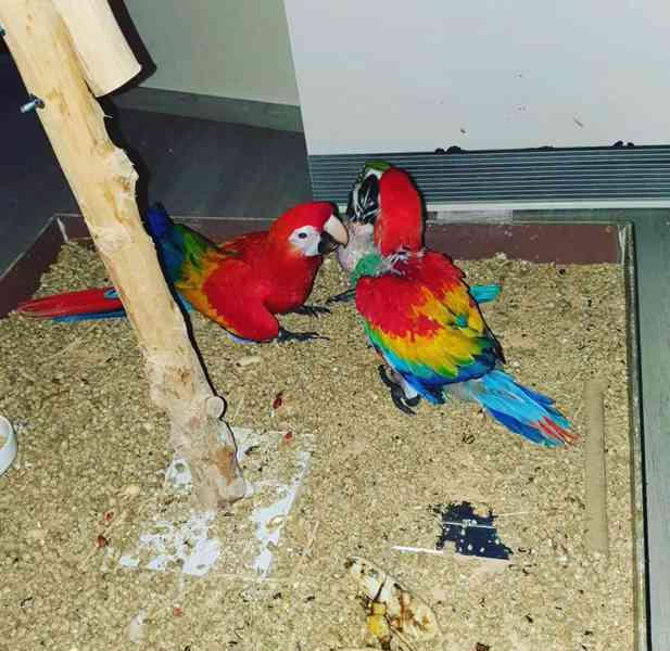 Zcela Zdarma Papoušci Ara Pro Adopci Zdarma Bazar Hyperinzercecz
