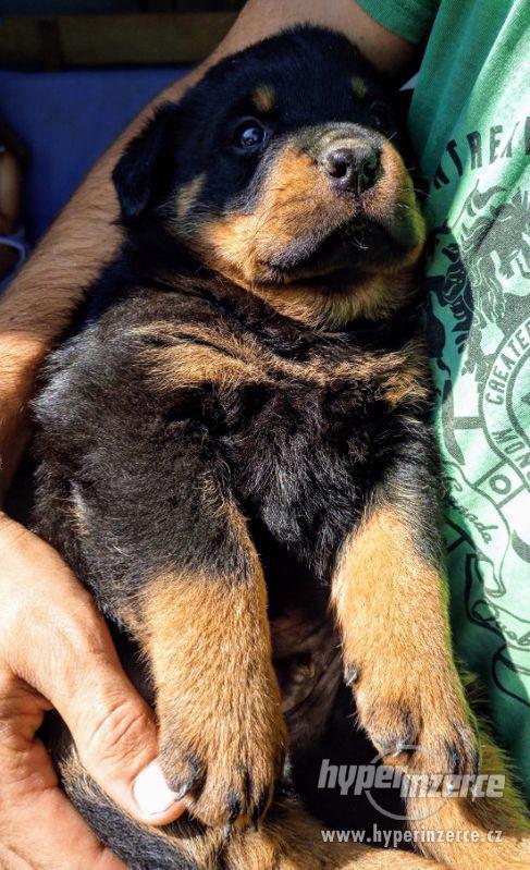Rotvajler pes - bazar - Hyperinzerce.cz