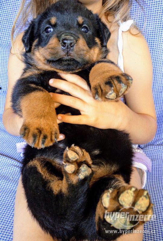 Rotvajler pes - bazar - Hyperinzerce.cz