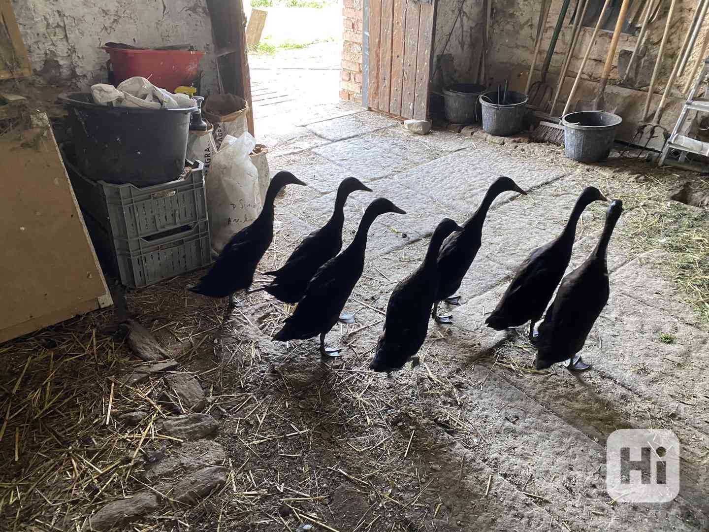 Indický běžec černý - bazar - Hyperinzerce.cz