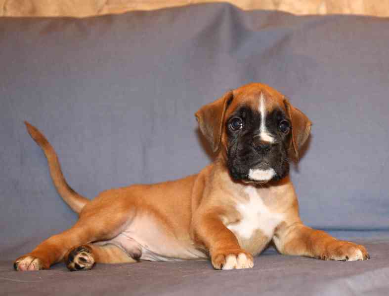 Boxer - zlatý pejsek - bazar - Hyperinzerce.cz