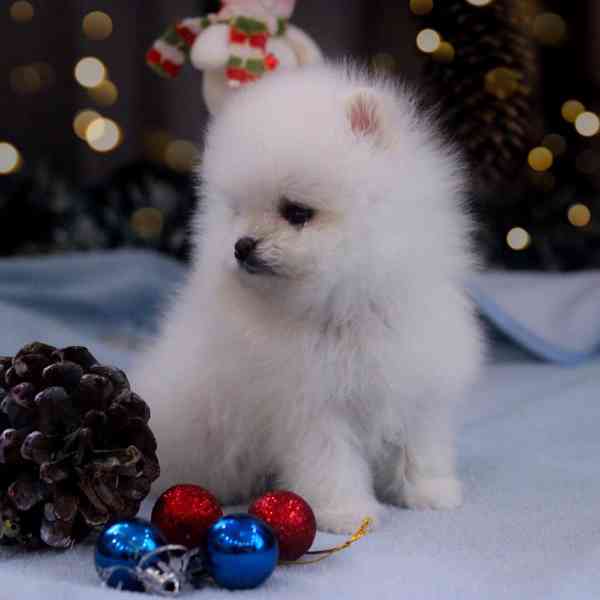 Štěňata pomeranian k dispozici, nejsou moc drahá našim štěňá - bazar ... Štěňata pomeranian k dispozici, nejsou moc drahá našim štěňá - bazar ...