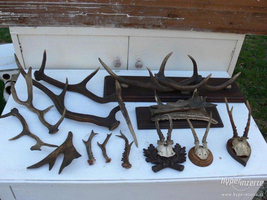 Paroží, parohy - bazar - Hyperinzerce.cz