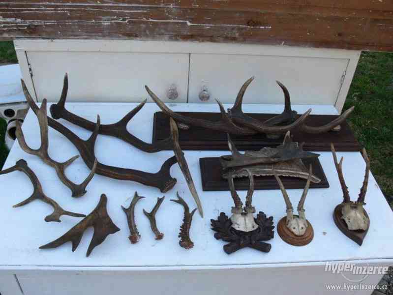 Paroží, parohy - bazar - Hyperinzerce.cz