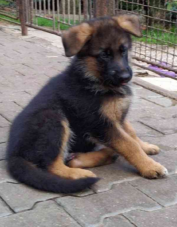 Štěňata - bazar - Hyperinzerce.cz