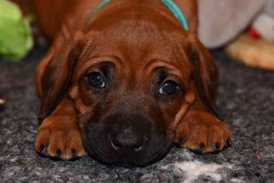 Rhodéský Ridgeback - štěňátka s PP - bazar - Hyperinzerce.cz