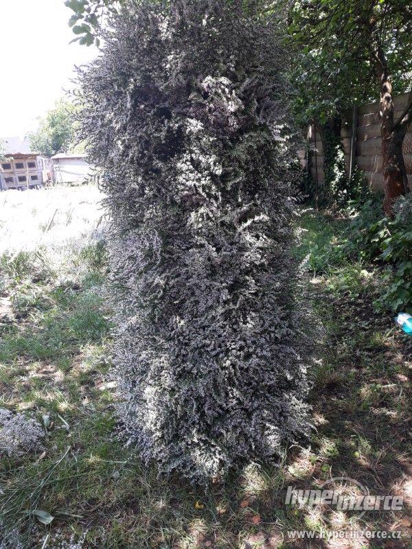 Statice tatarica - bazar - Hyperinzerce.cz