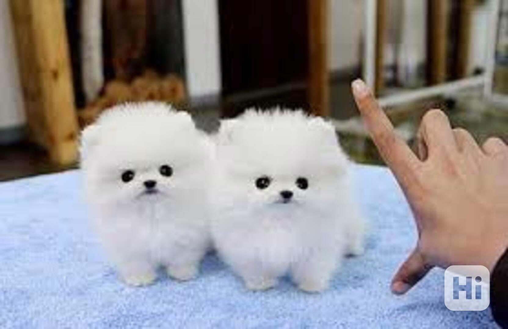 malý špic štěňata pomeranian k adopci - bazar - Hyperinzerce.cz