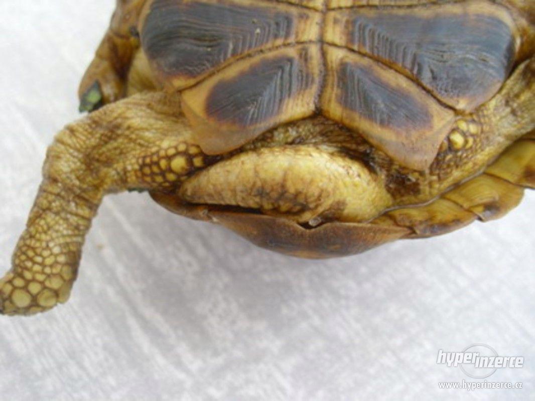 želva stepní - bazar - Hyperinzerce.cz