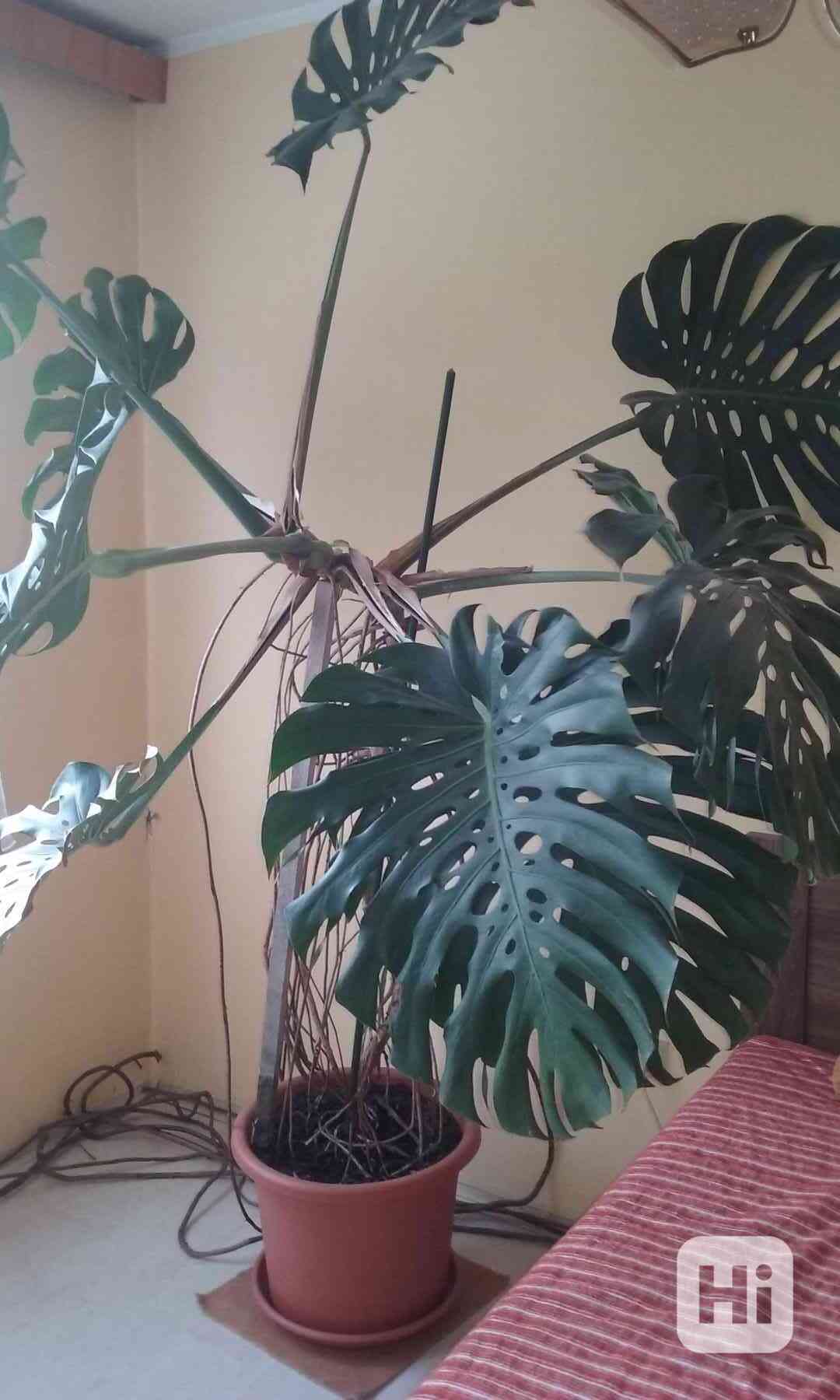 Květina Monstera - bazar - Hyperinzerce.cz