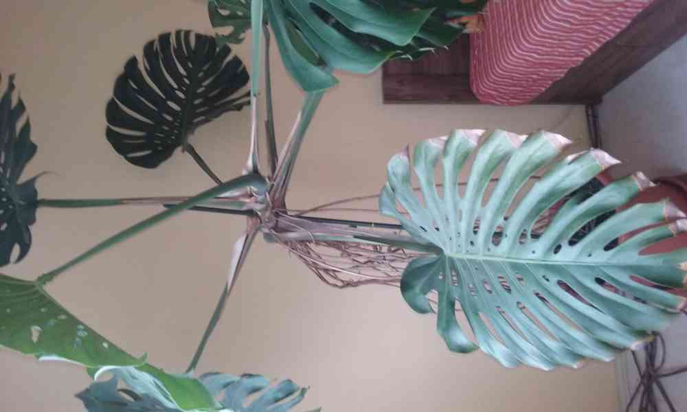 Květina Monstera - bazar - Hyperinzerce.cz