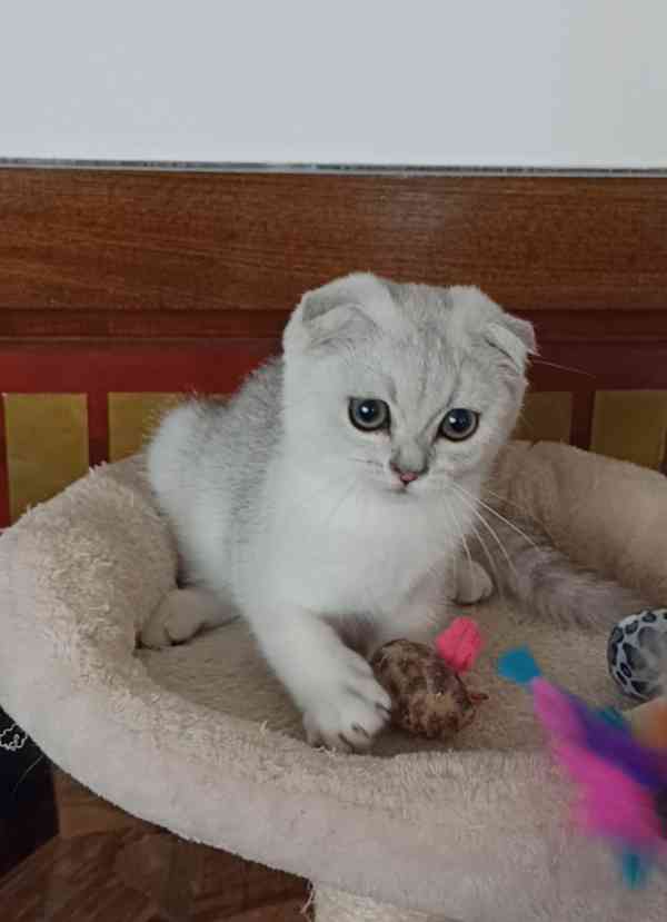 Krátkosrsté a somálské kočky - Hyperinzerce.cz