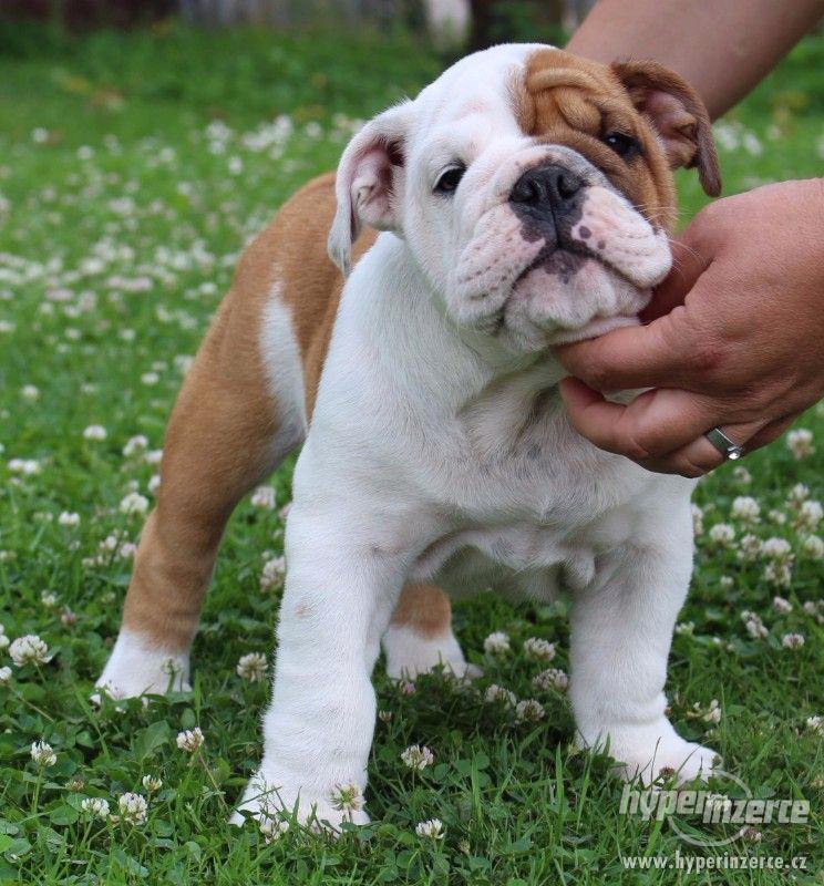 anglicky buldok s PP - bazar - Hyperinzerce.cz