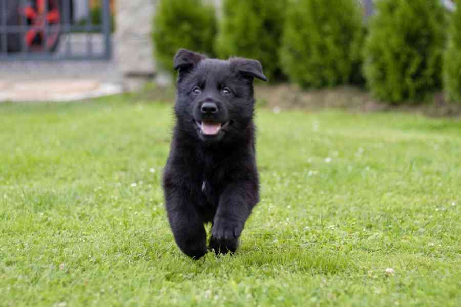 Německý ovčák - celočerná štěňata s PP - bazar - Hyperinzerce.cz