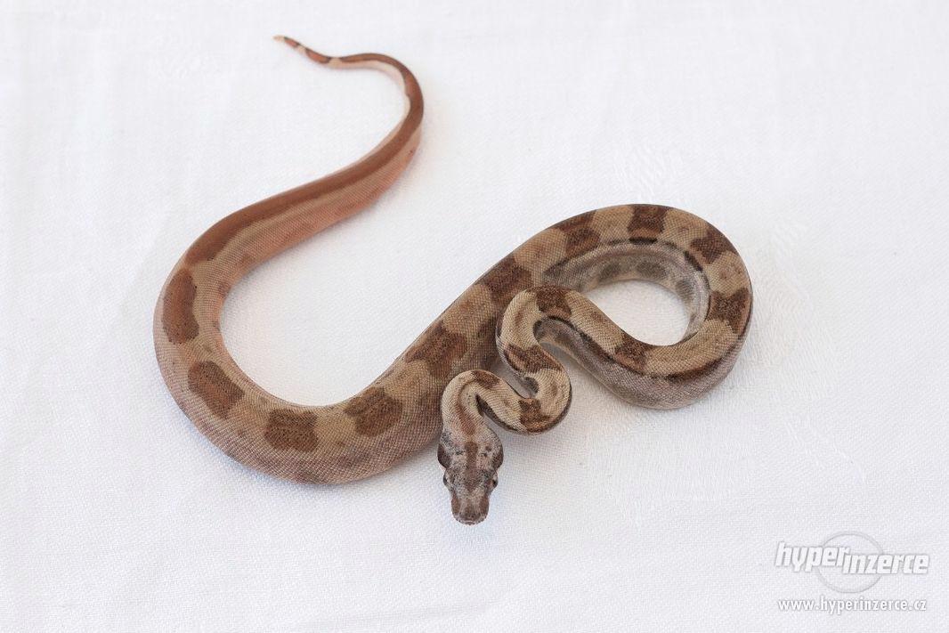 Hroznýš královský - bazar - Hyperinzerce.cz