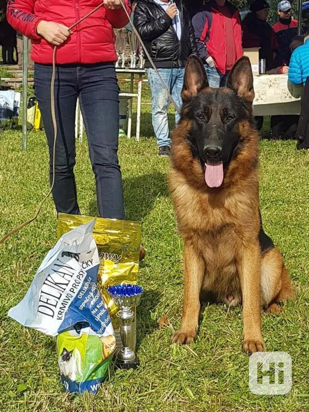 německý ovčák štěňátka s PP černá se znaky - bazar - Hyperinzerce.cz