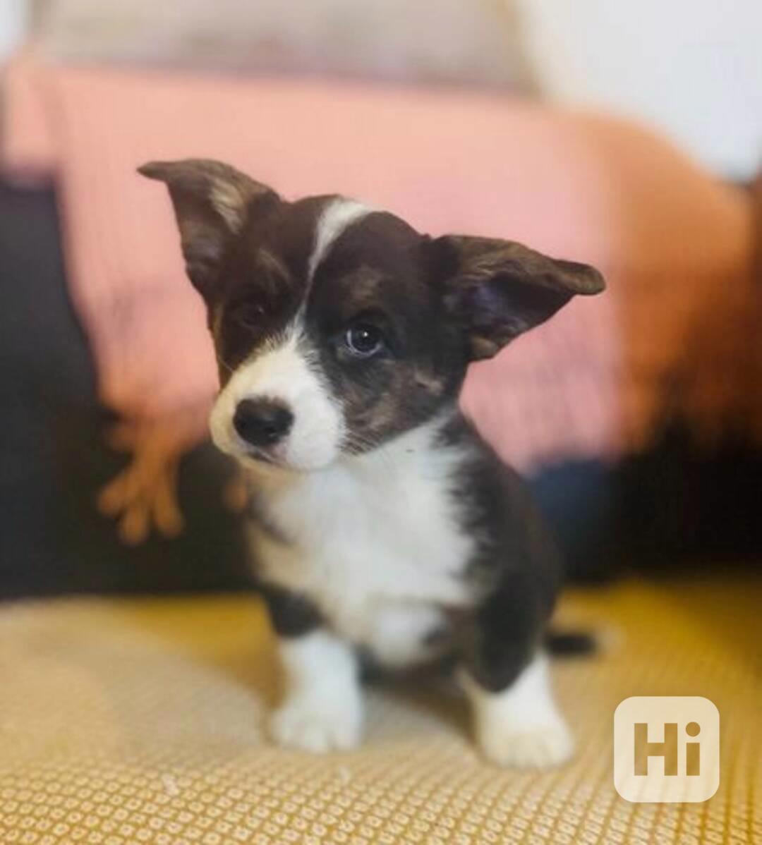 KC Registrovaná nejvyšší kvalita Pembroke Corgi stene - bazar ...