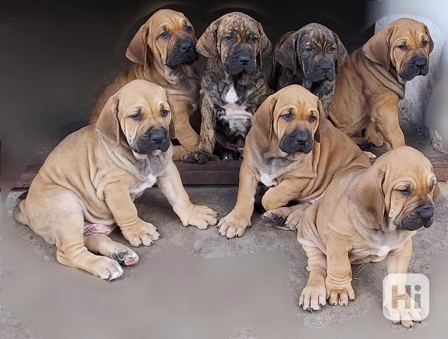 Brazilská fila - filuňata - bazar - Hyperinzerce.cz