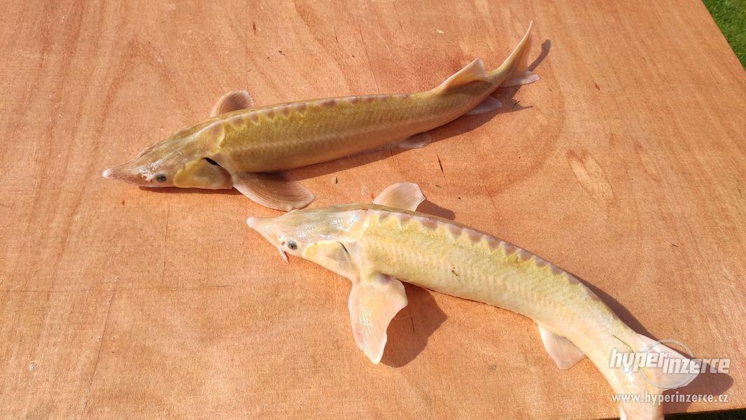 Jeseteři, Vyza velká - bazar - Hyperinzerce.cz