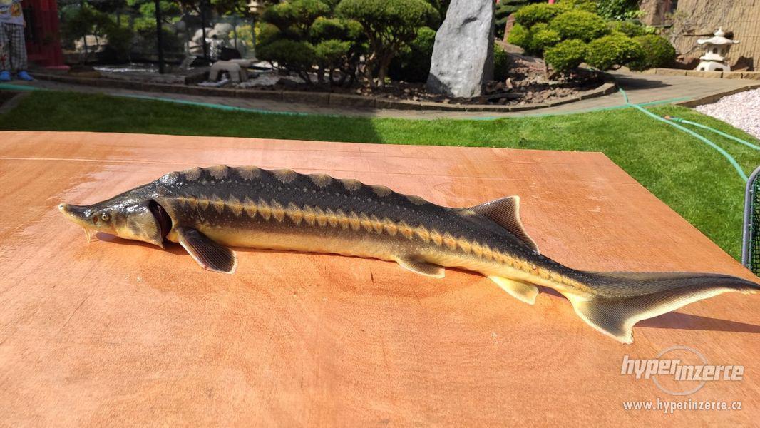 Jeseteři, Vyza velká - bazar - Hyperinzerce.cz