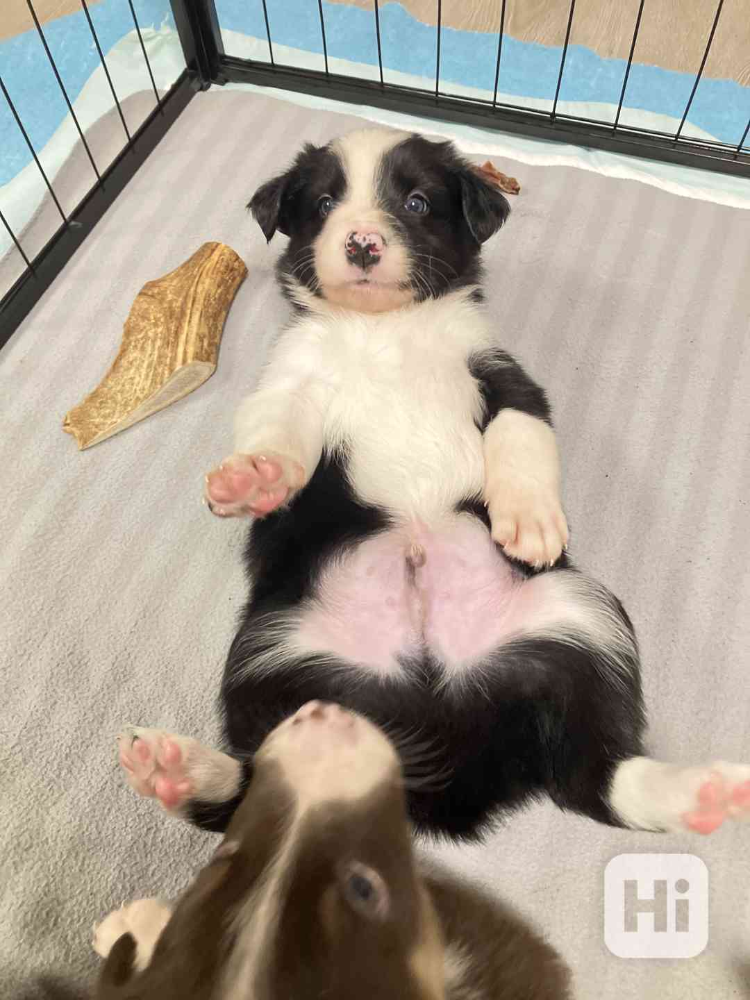 Štěně border kolie - bazar - Hyperinzerce.cz