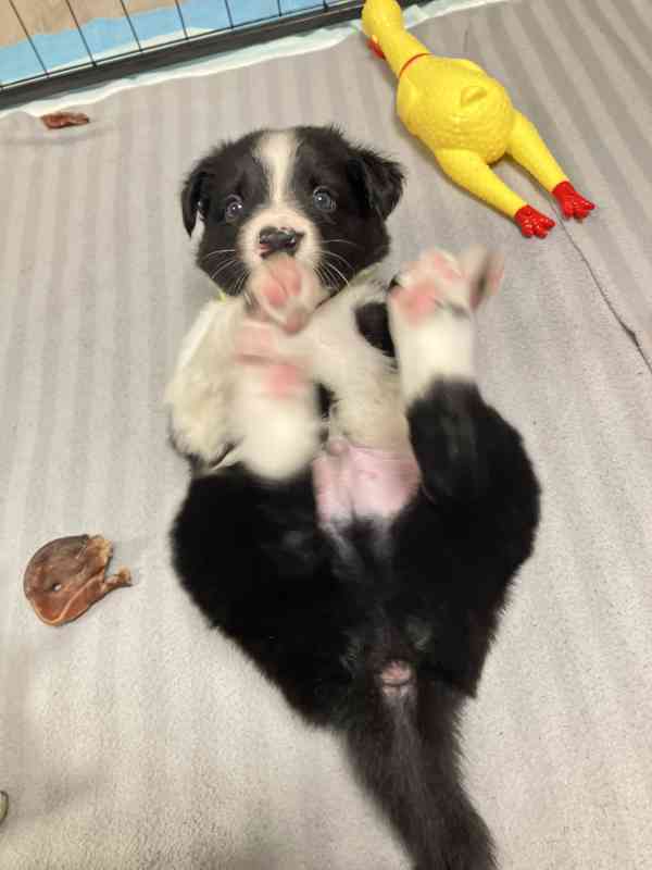 Štěně border kolie - bazar - Hyperinzerce.cz