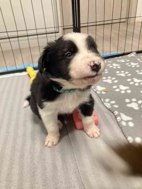 Štěně border kolie - bazar - Hyperinzerce.cz
