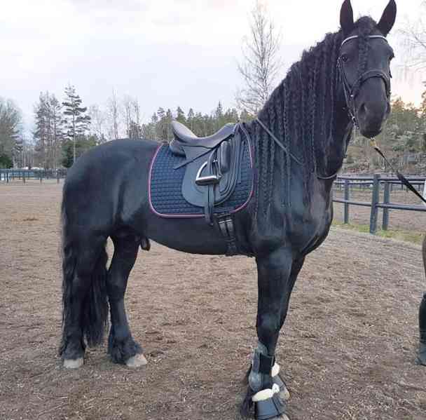 Rozkošný fríský valach - bazar - Hyperinzerce.cz