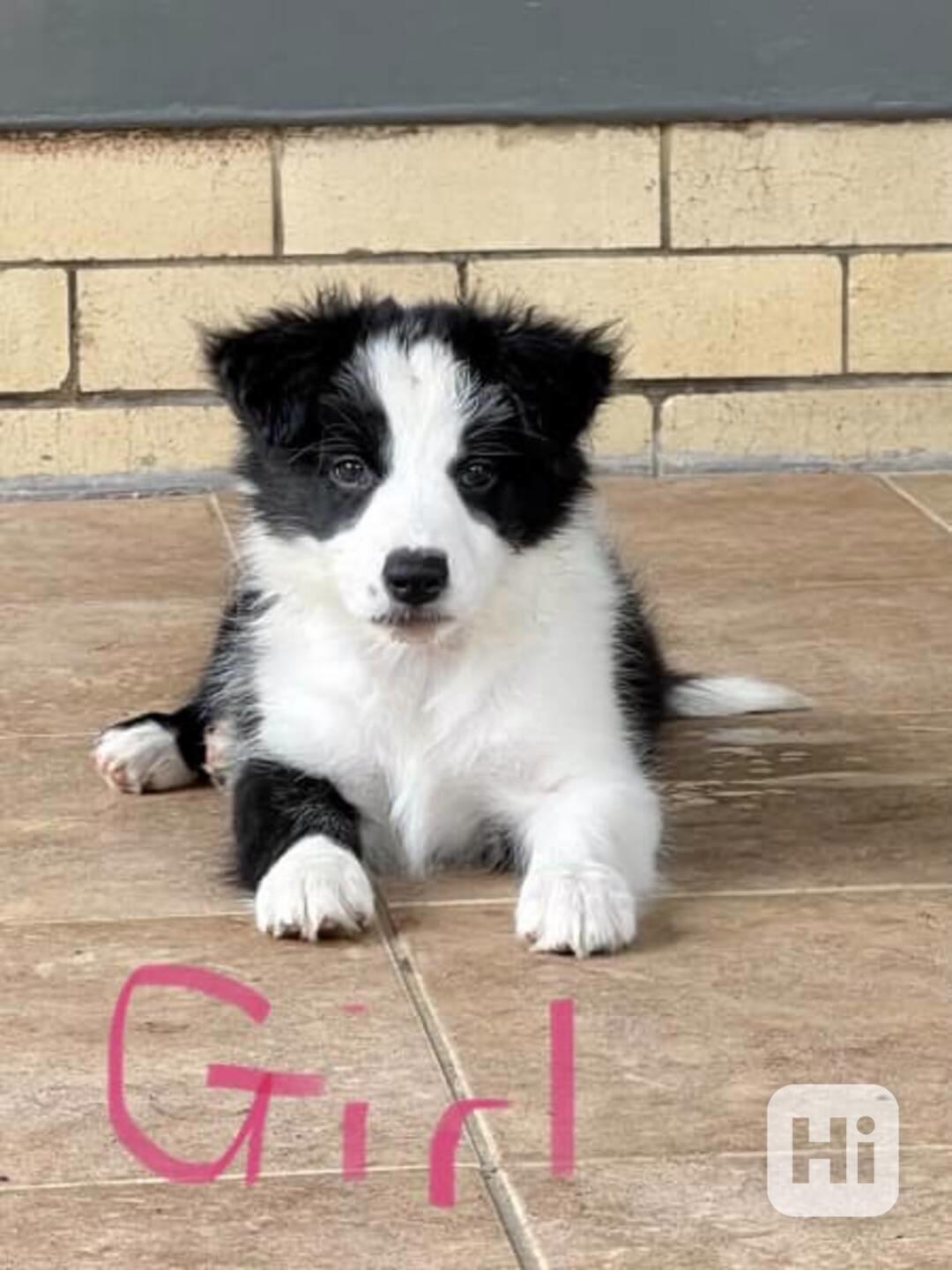 Border Collie Puppies - Pure Breed - Ready Now - bazar - Hyperinzerce.cz