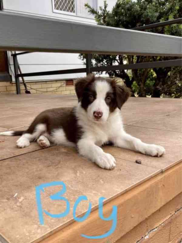 Border Collie Puppies - Pure Breed - Ready Now - bazar - Hyperinzerce.cz
