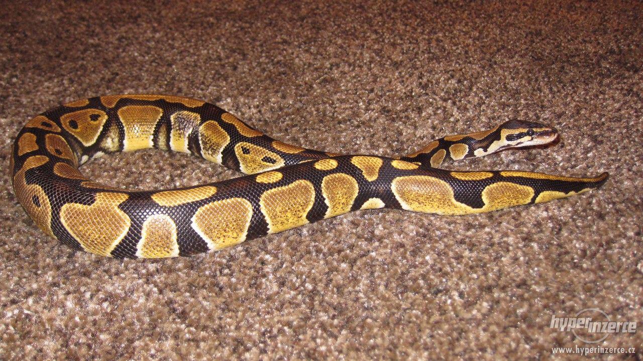 Krajta královská - Python regius + terárium - bazar - Hyperinzerce.cz