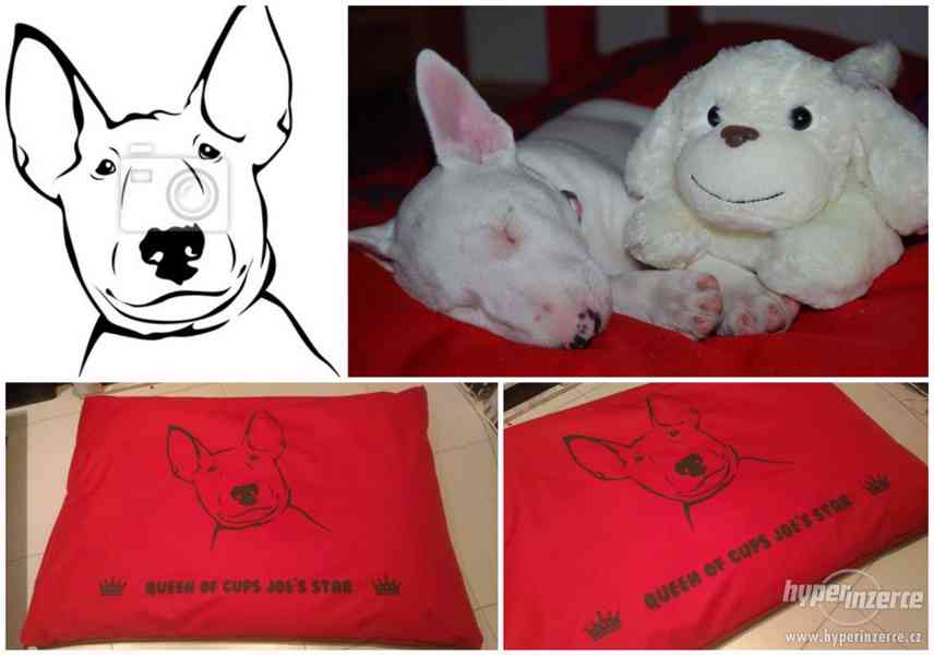 Anglický bulterier - pelíšky - bazar - Hyperinzerce.cz