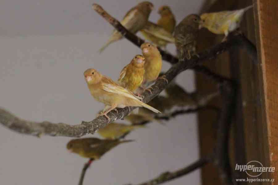 Kanár - bazar - Hyperinzerce.cz