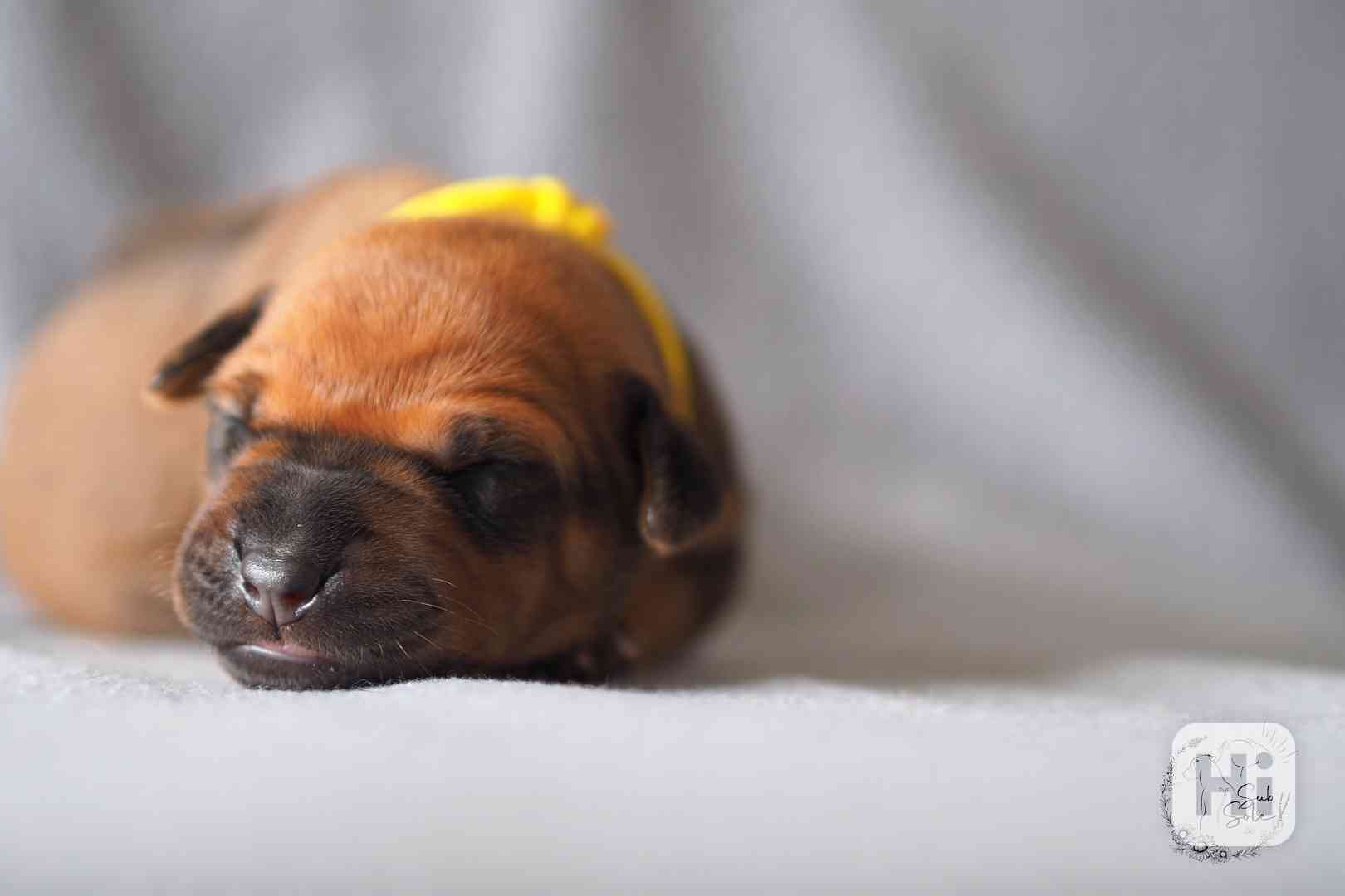 Rhodéský Ridgeback štěně s PP - bazar - Hyperinzerce.cz