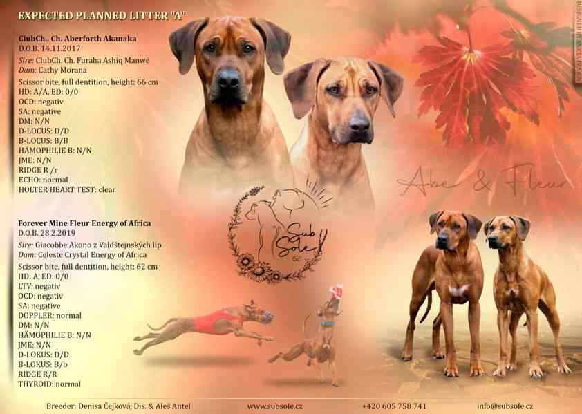 Rhodéský Ridgeback štěně s PP - bazar - Hyperinzerce.cz