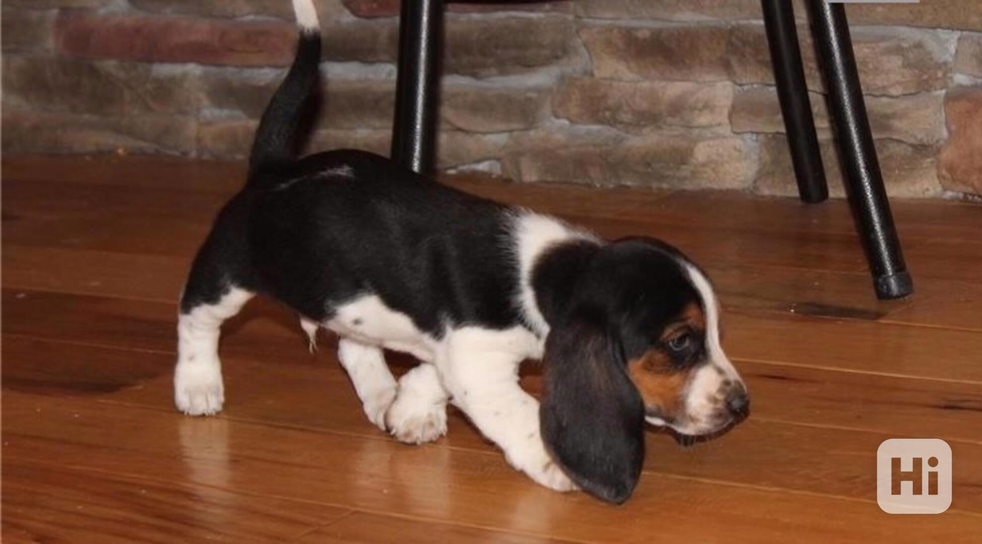 Krásná štěňata baseta. - bazar - Hyperinzerce.cz