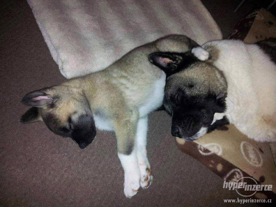 Shiba štěňata k adopci - bazar - Hyperinzerce.cz