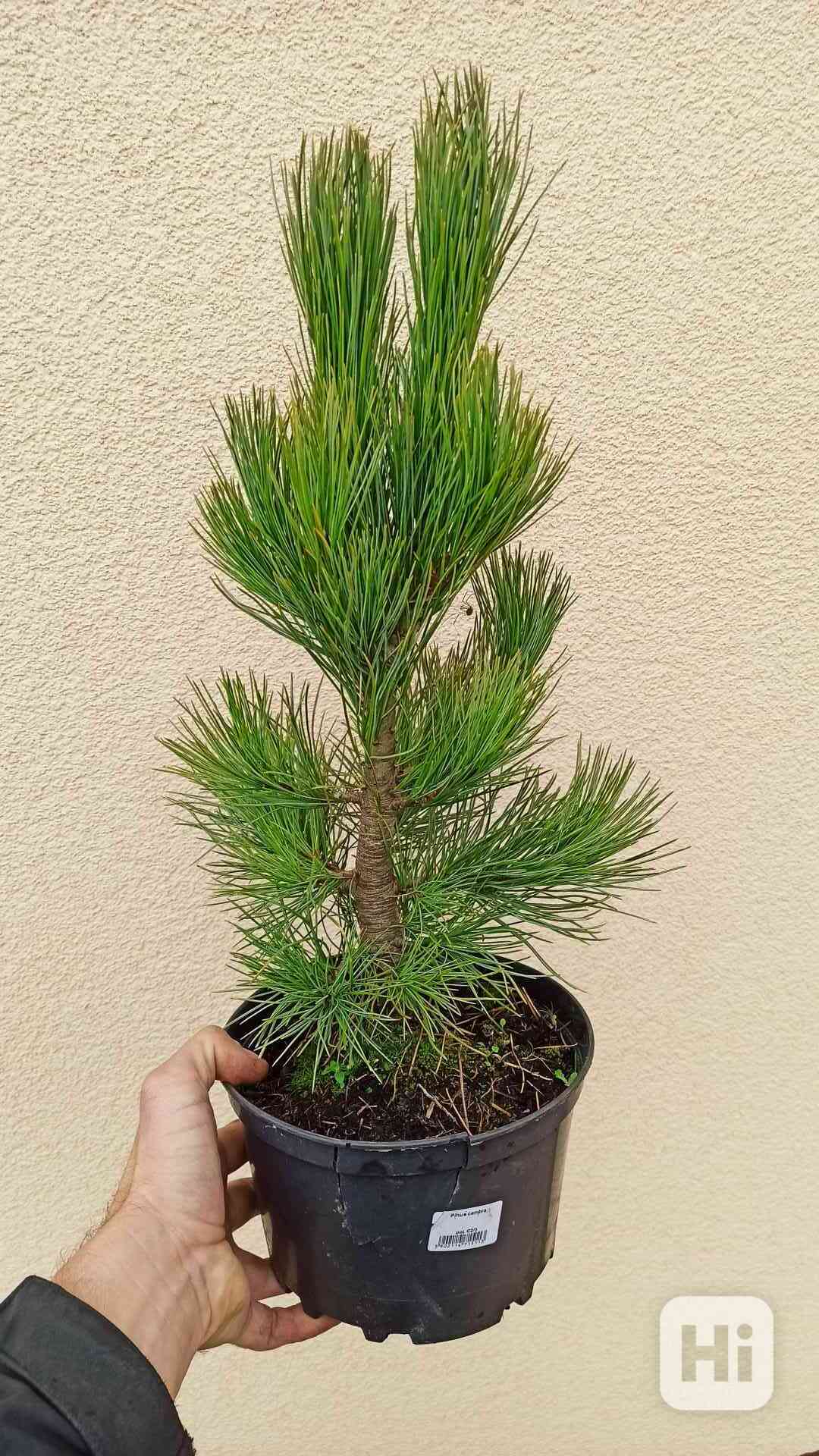 Borovice limba (Pinus cembra) - 35 - 45 cm - bazar - Hyperinzerce.cz